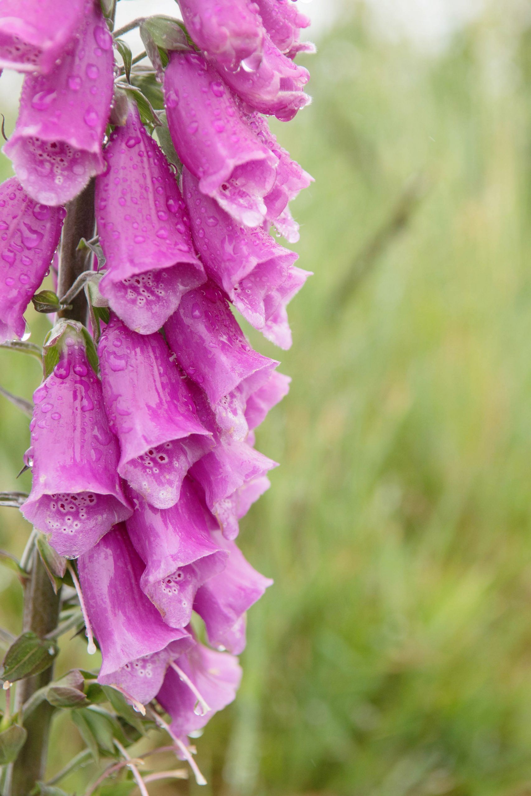 Moor View Alpacas / Valais Blacknose Sheep UK – Moorland Fluff