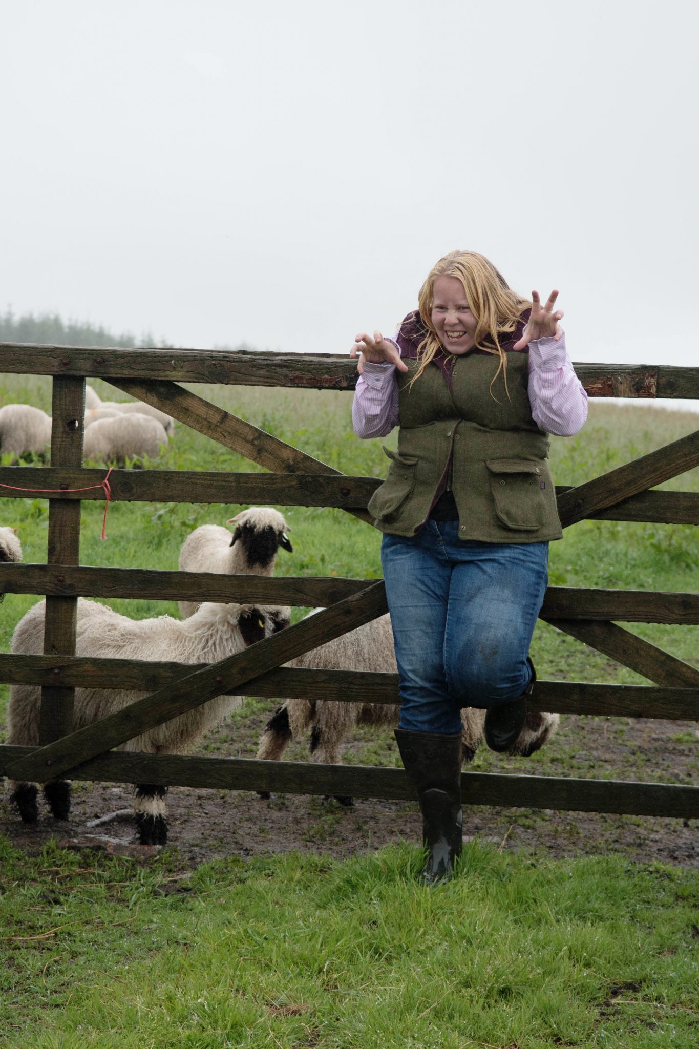 Moor View Alpacas / Valais Blacknose Sheep UK – Moorland Fluff